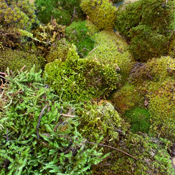 Live Moss - Etsy