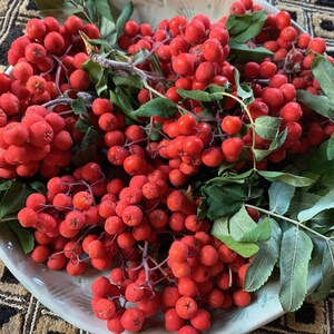 Preserved Rowan Berry Charm, Mountain Ash,rowan PNW BERRIES, Protection ...