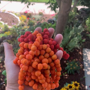 Preserved Rowan Berry Protection Charm: Organic Mountain Ash - Etsy