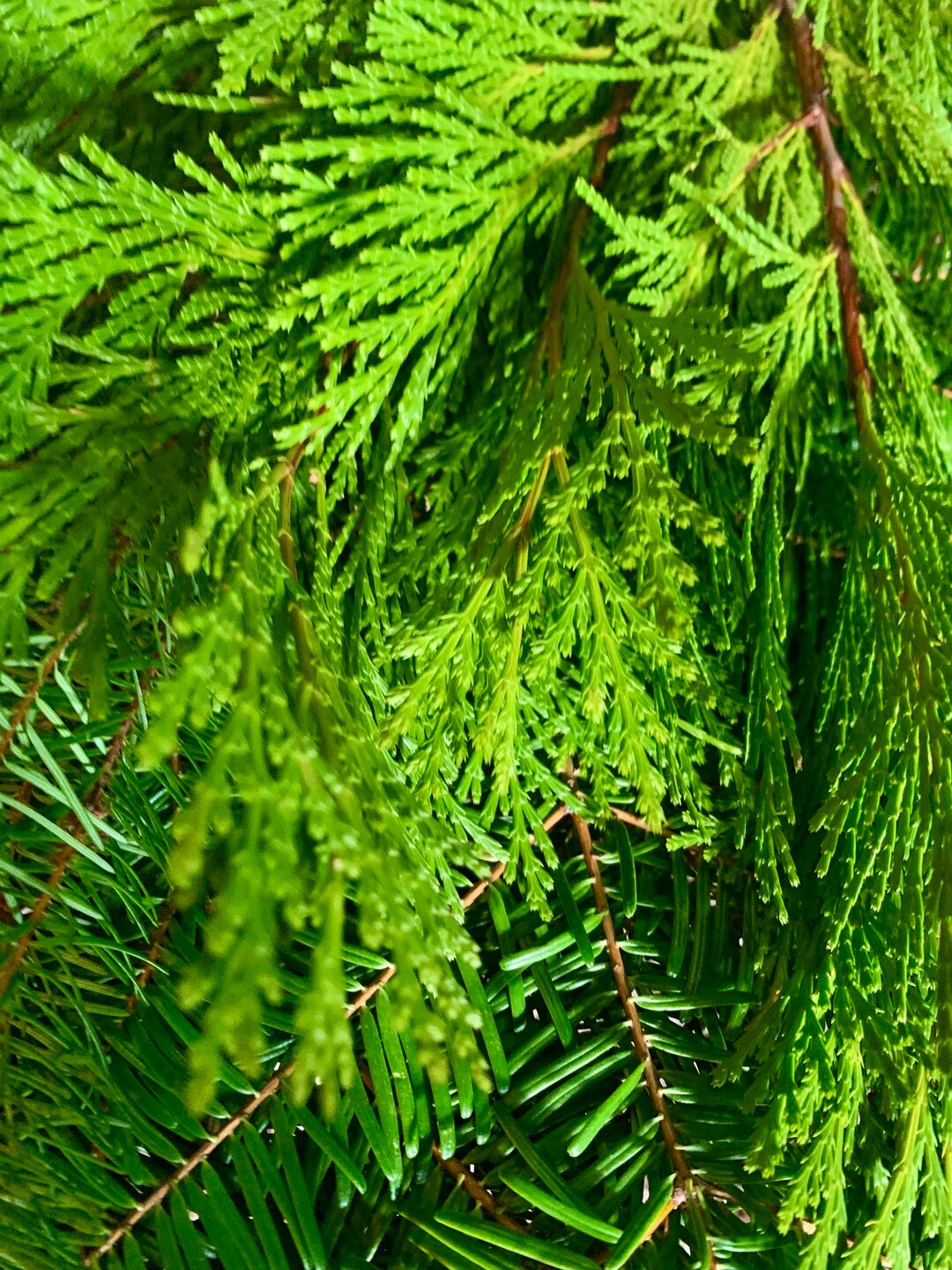 Fresh Western Cedar Branches, Evergreens, Christmas Greens, Mix Fir ...