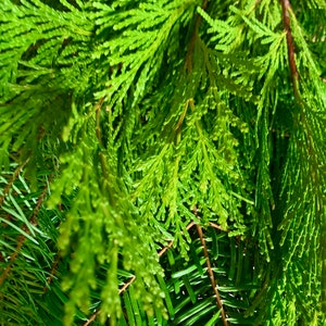 Fresh Western Cedar Branches, PNW Evergreens - Etsy