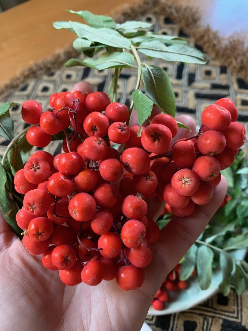 Preserved Rowan Berry Protection Charm: Organic Mountain Ash - Etsy
