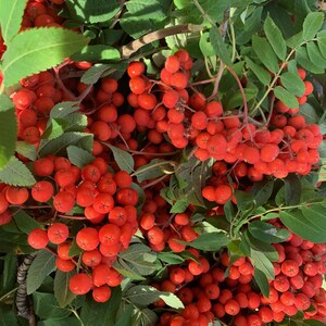 Preserved Rowan Berry Protection Charm: Organic Mountain Ash - Etsy