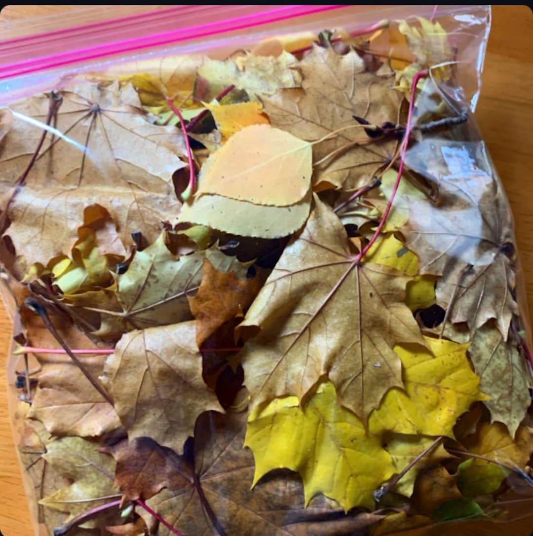 Leaf Litter, Terrarium Oak Leaf Litter, Oak and Maple Litter for Plants ...