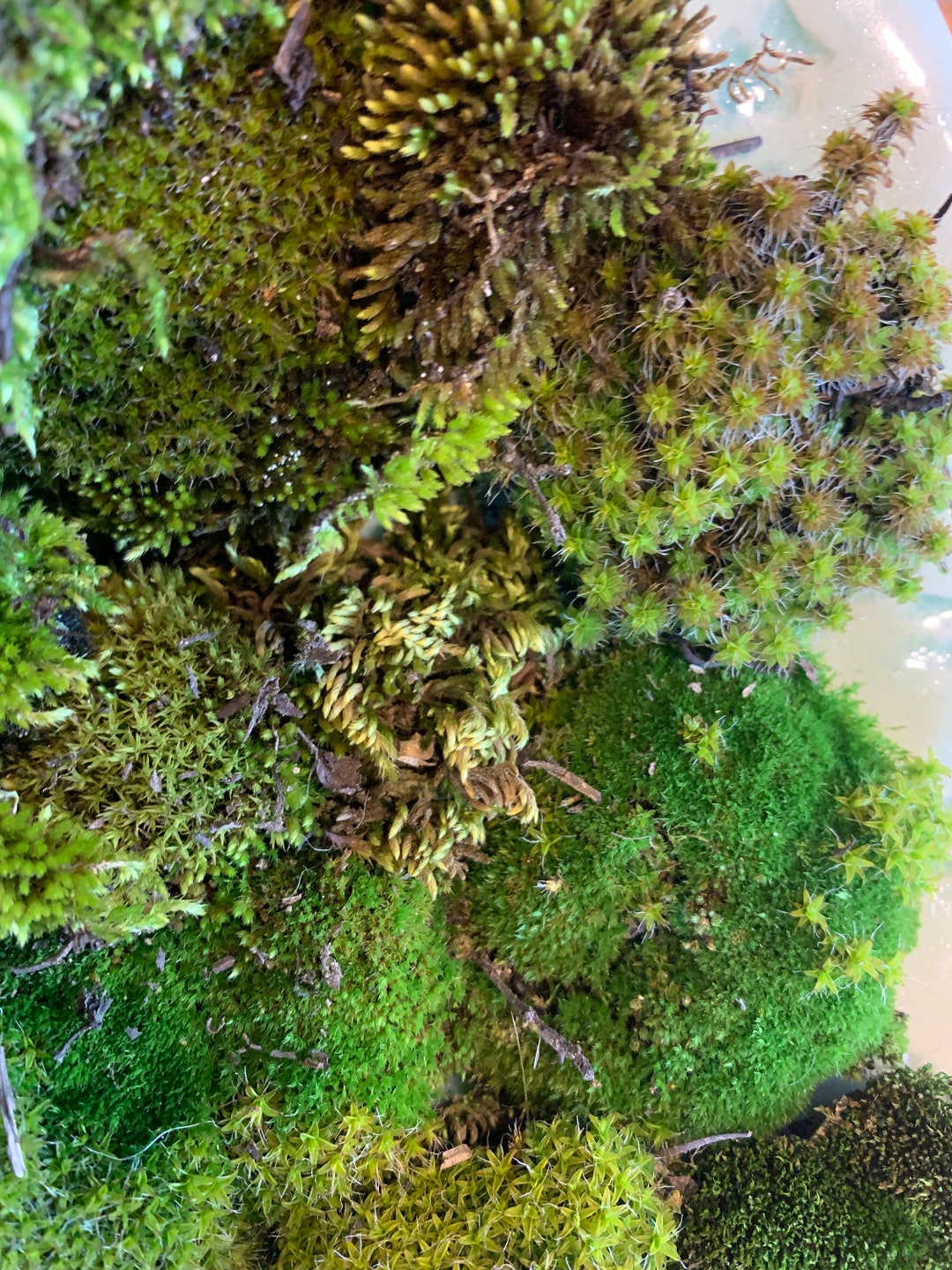 Mix Variety Live Moss, Assorted Live Moss Mixture, Moss for Terrarium ...