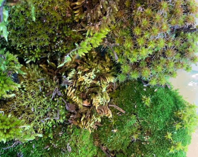 Dusk Moss Mix - Etsy