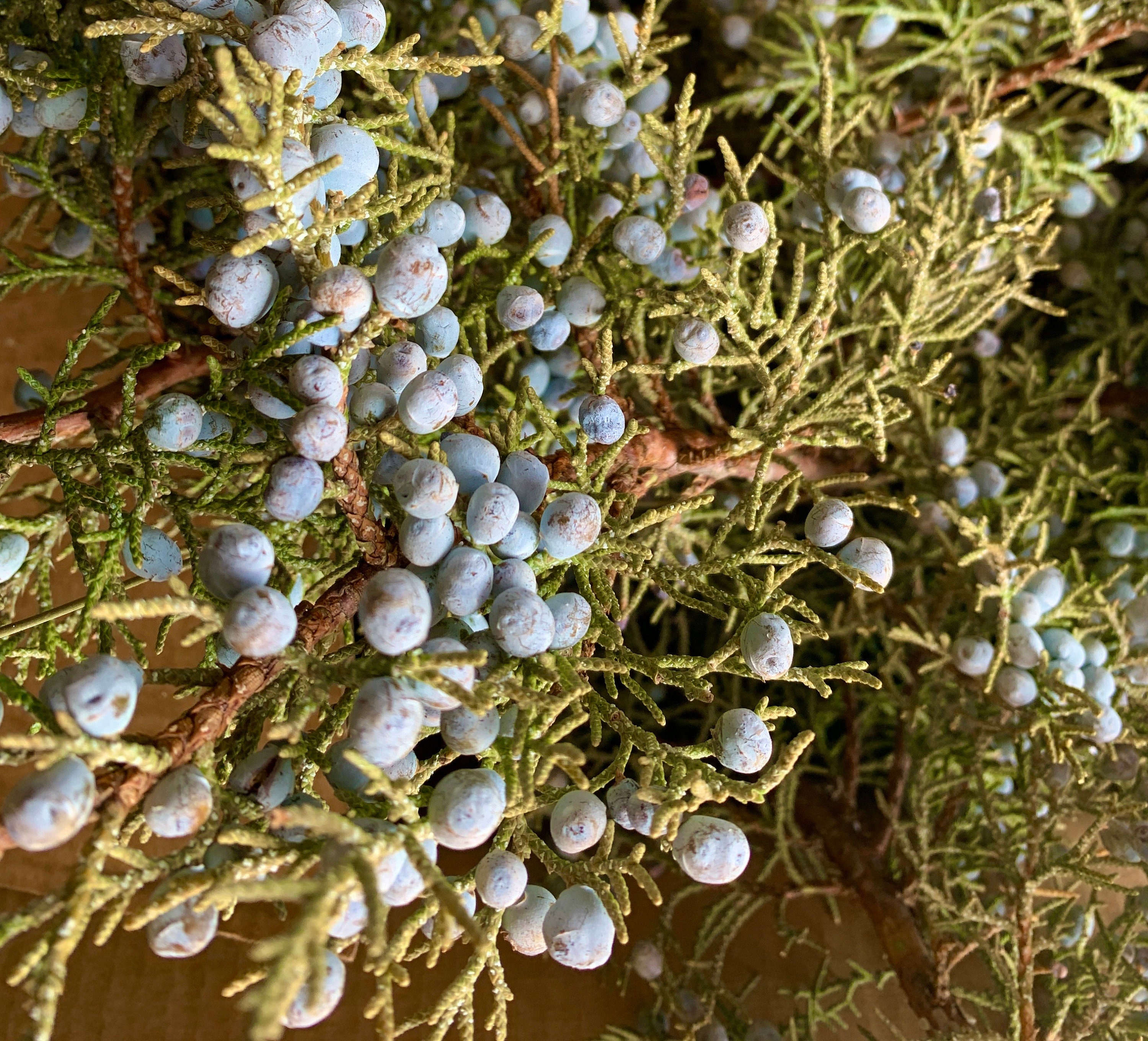 Organic Juniper Branches With Blue Berries: Fresh Cut Home Decor - Etsy