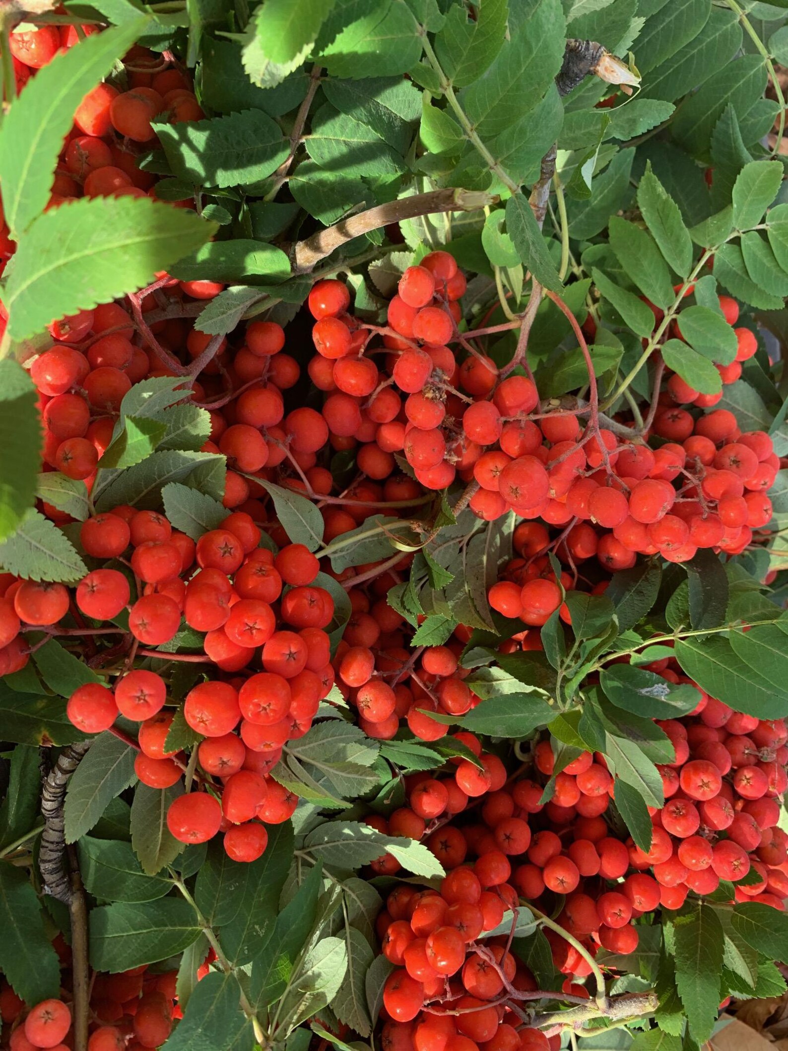 Rowan Berries, Mountain ASH Berries, Sorbus Aucuparia, Dry Fruits ...