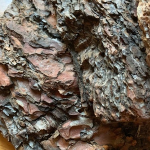 Ponderosa Pine Bark: Natural Craft Material, Terrarium Habitat, Rustic ...