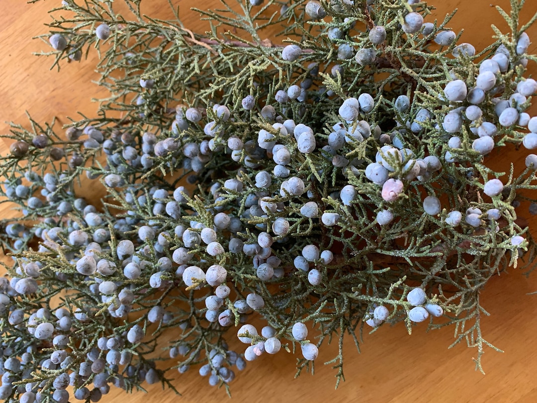 Fresh Juniper Branches: Aromatic Berry Stems - Etsy