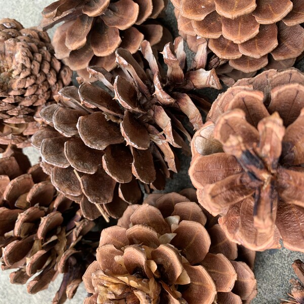 Rustic Pine Cone - Etsy