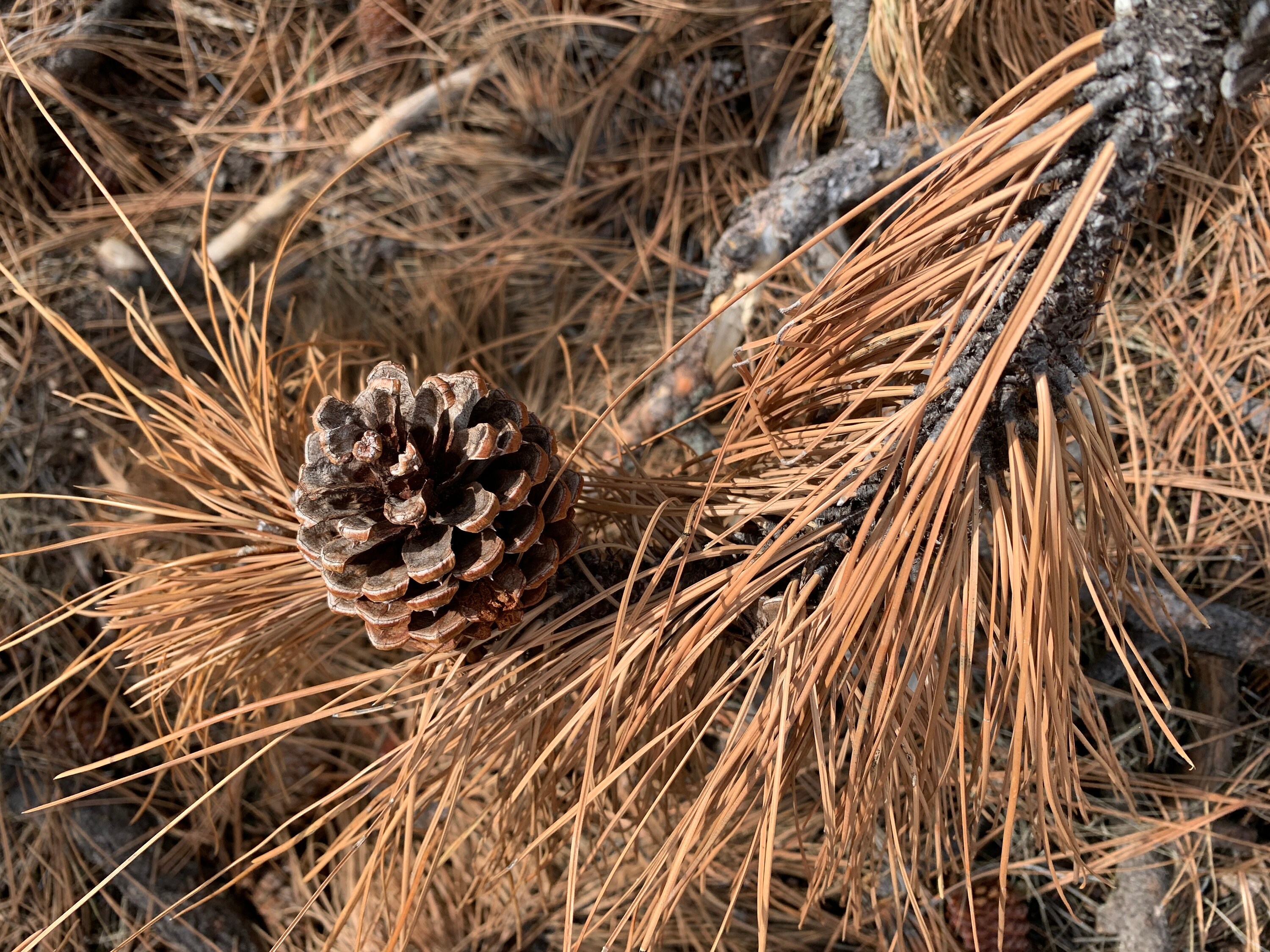 Dry Light Brown Pine Needle ,long Leaf Pine Needle, PNW Needle, Basket ...