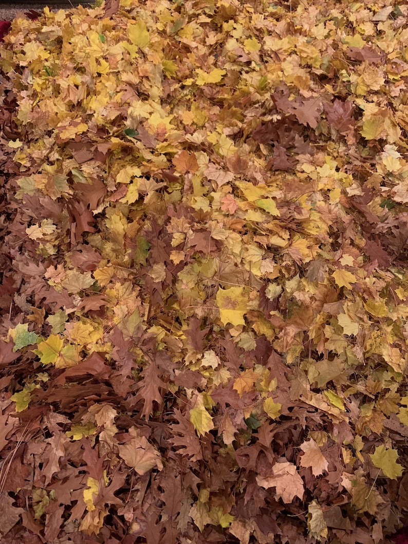 Leaf Litter, Terrarium Oak Leaf Litter, Oak and Maple Litter for Plants ...