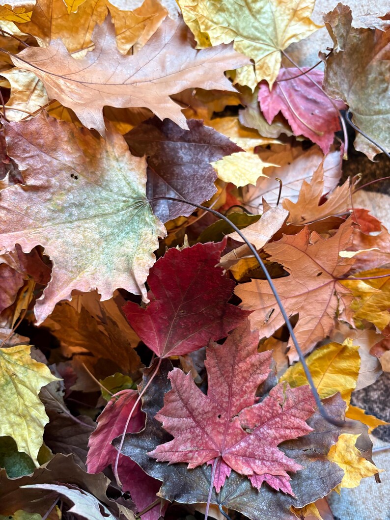 Fall Leaves, Mix of Autumn Leaves, Real, Organic, Air Dry - Etsy