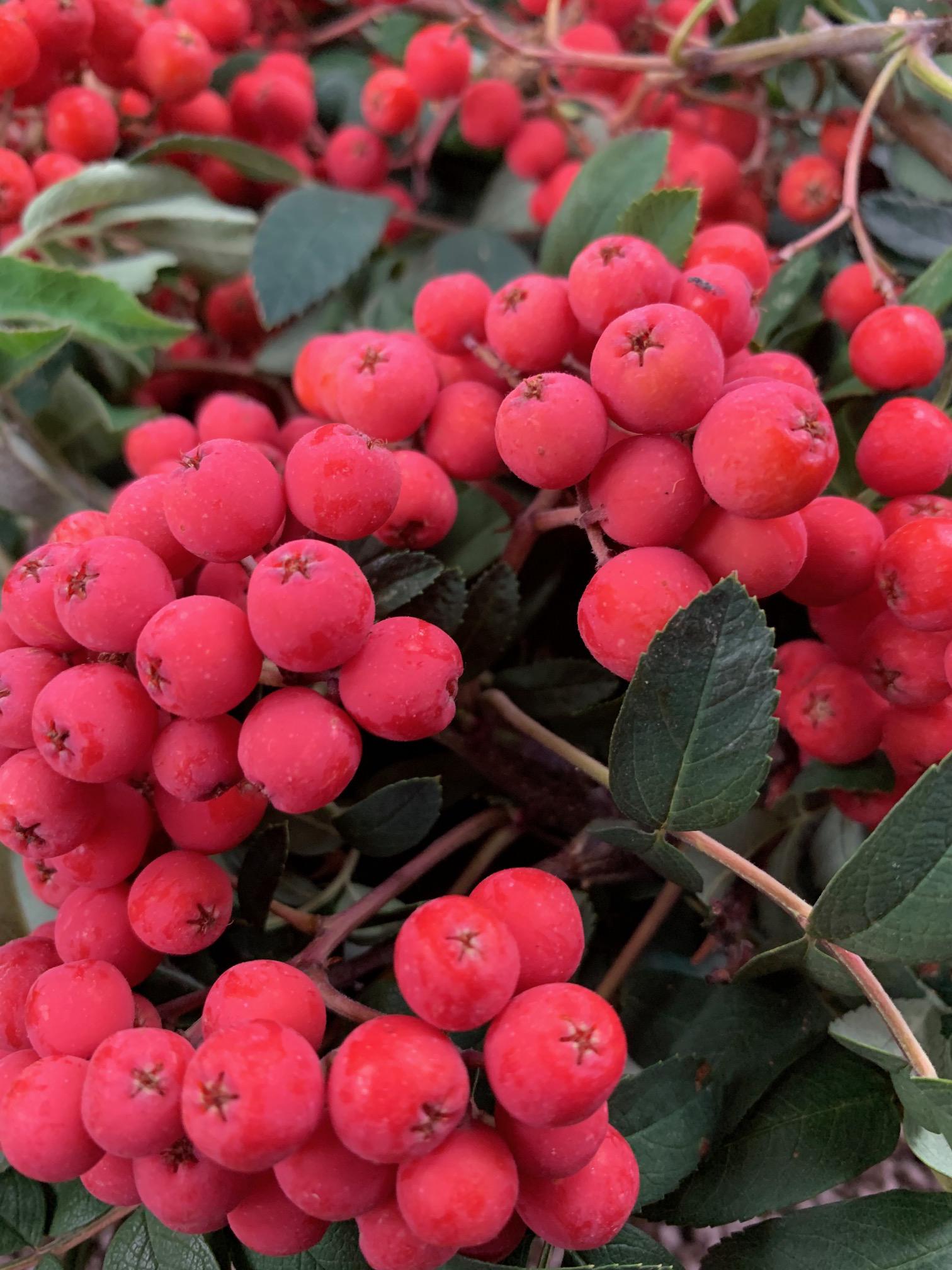 Rowan Berries, Mountain ASH Berries, Sorbus Aucuparia, Dry Fruits ...