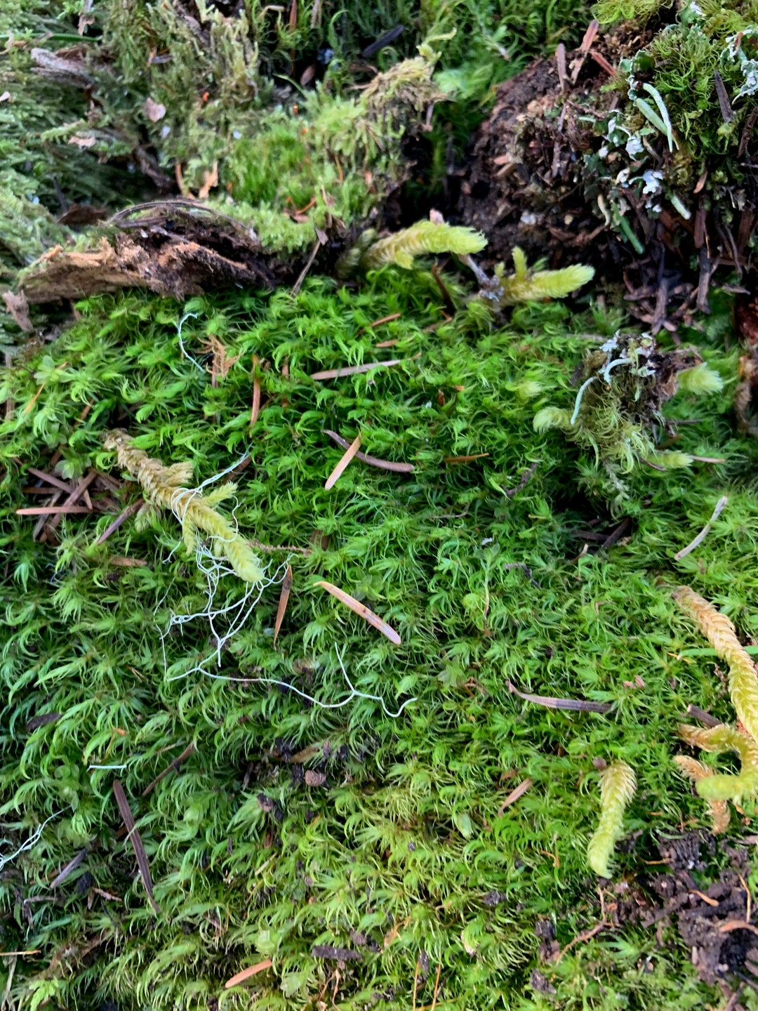 Fresh Organic Moss: PNW Forest, Terrarium Garden Art - Etsy
