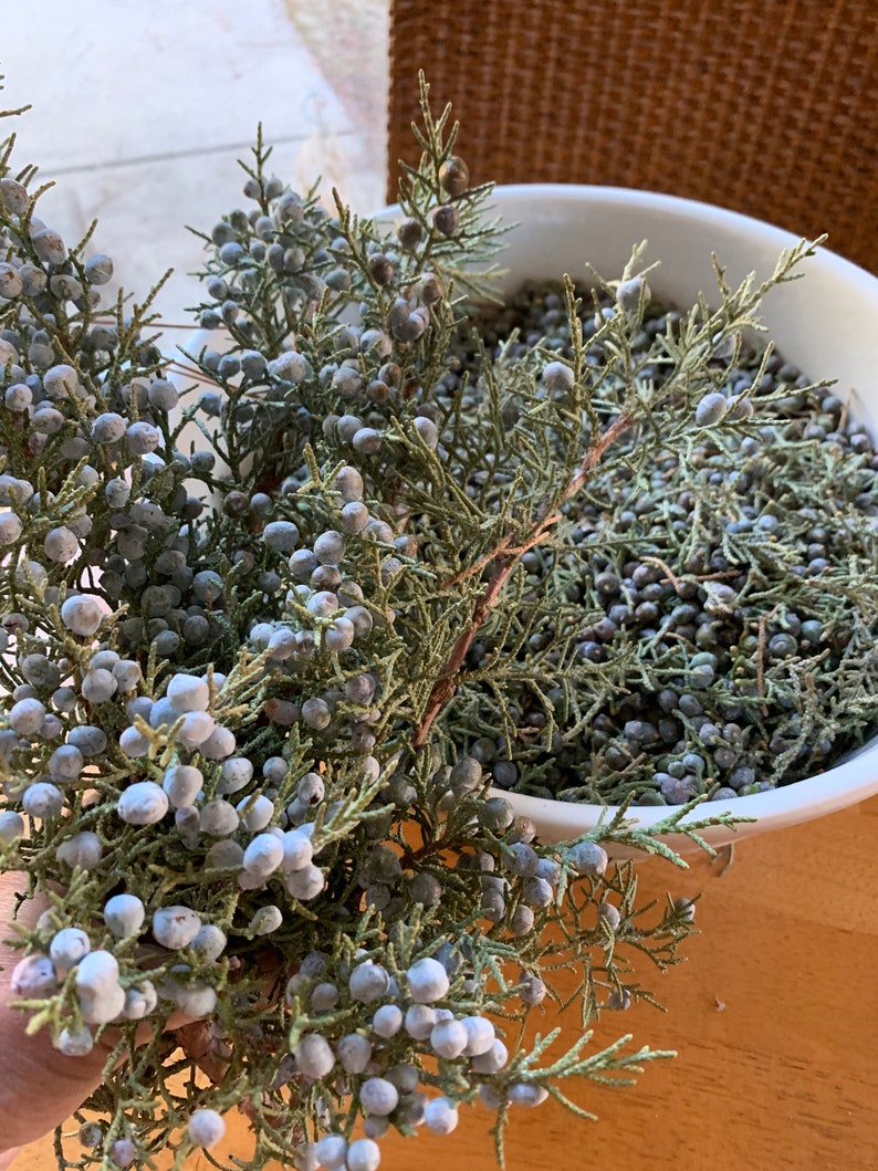Fresh Juniper Branches: Aromatic Berry Stems - Etsy