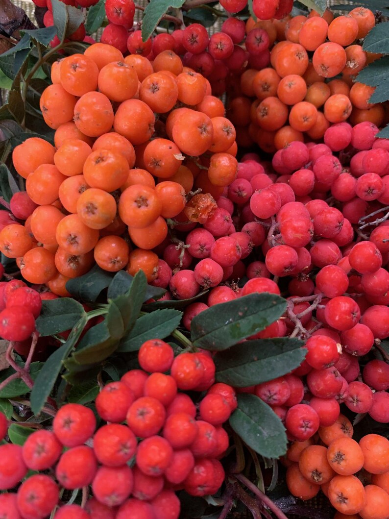 Rowan Berries, Mountain ASH Berries, Sorbus Aucuparia, Dry Fruits ...