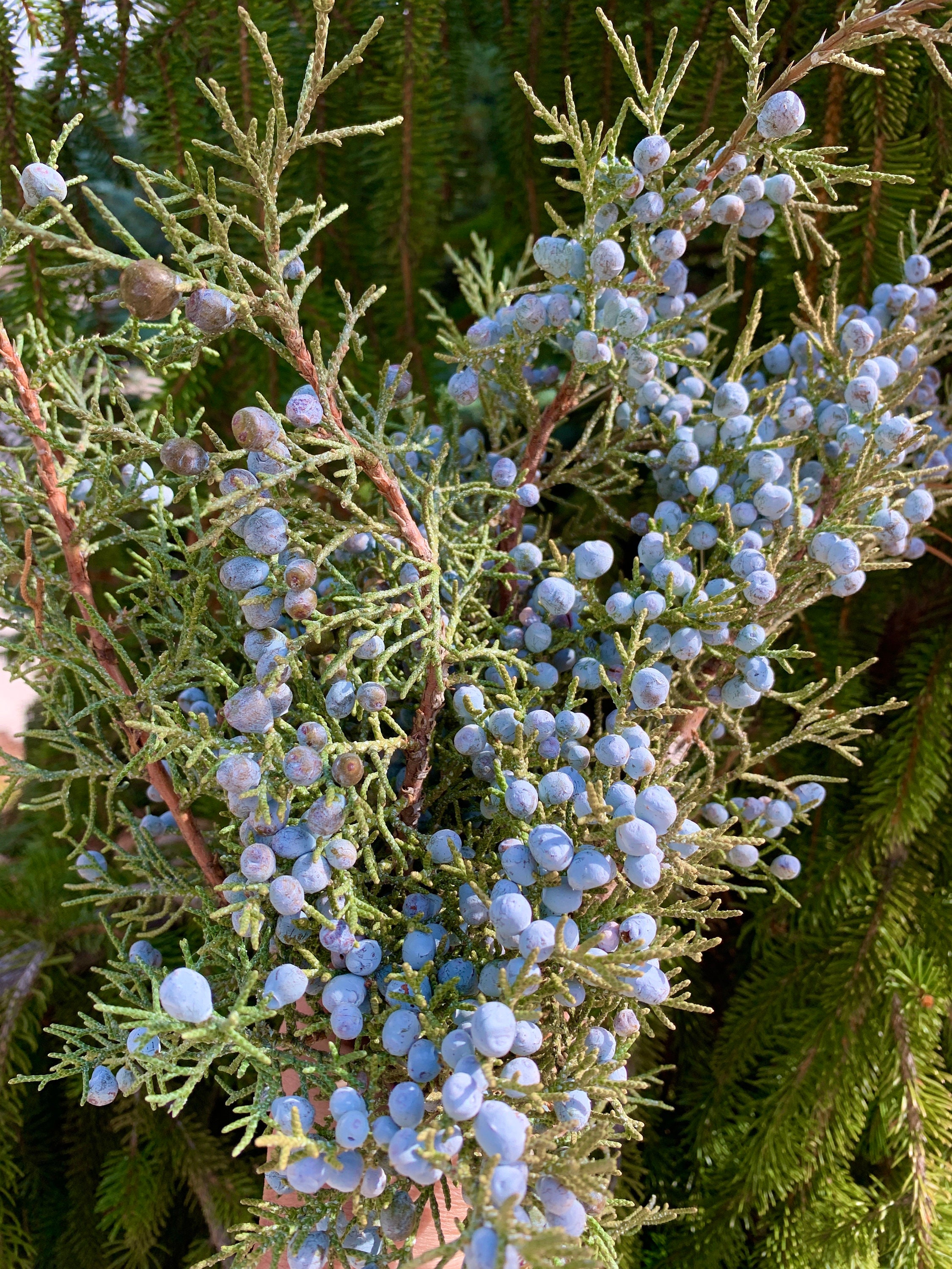 Juniper Branches With Berries, Organic Juniper Tips, Blue Berries of ...