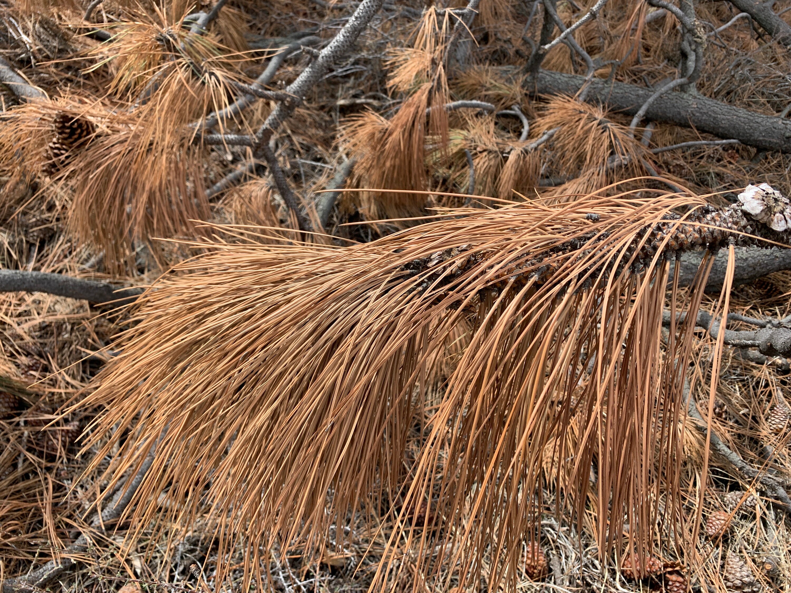 Long Leaf Needles