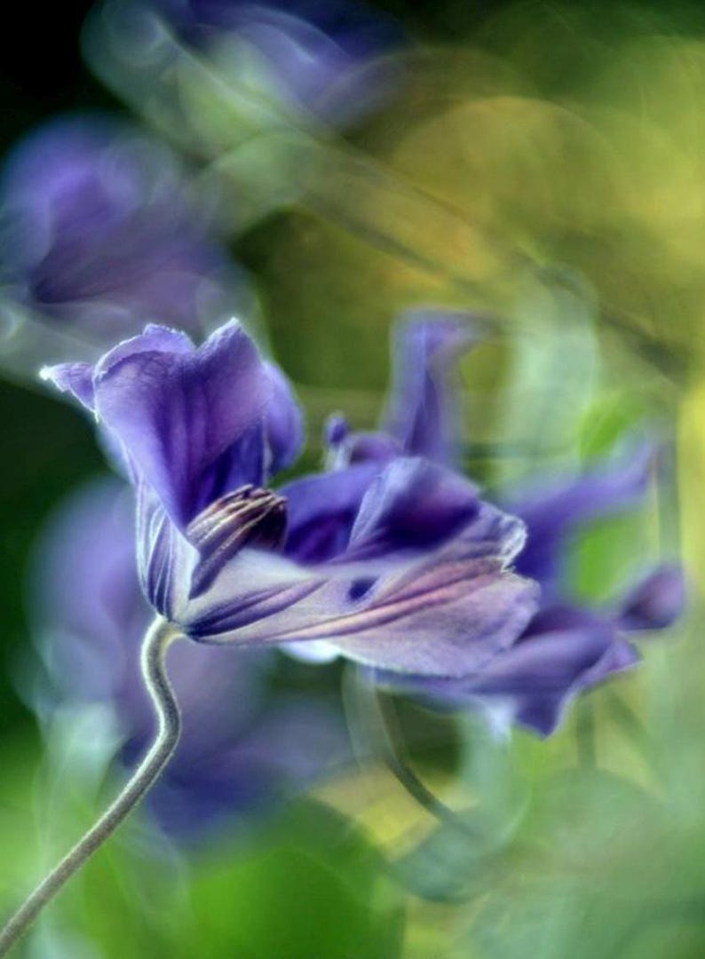 Handmade Spring Flower Birthday Card: Botanical Garden Photography ...
