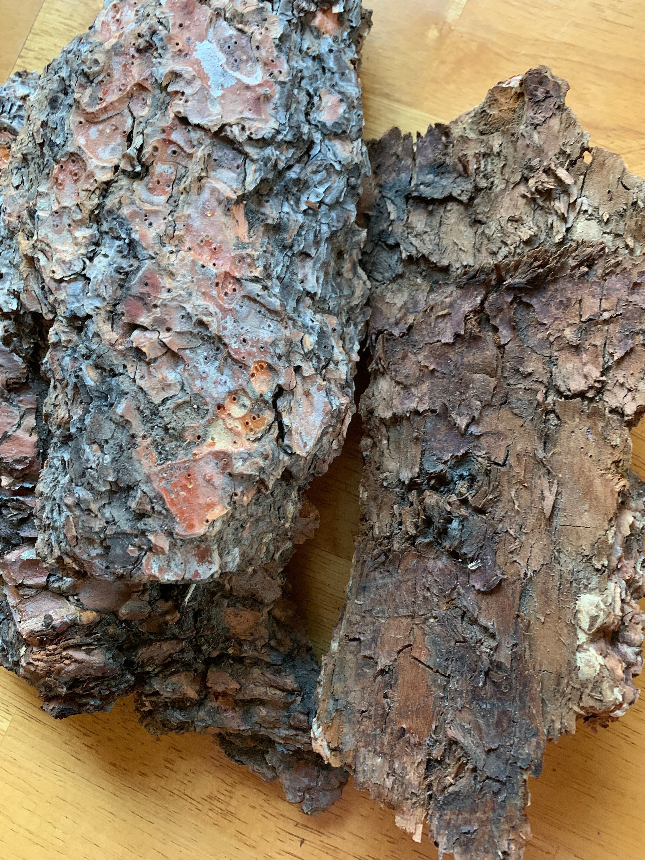 Ponderosa Wood Bark, Natural Pine Tree Bark, Natural Craft Material, Terrarium Habitat, Rustic ...