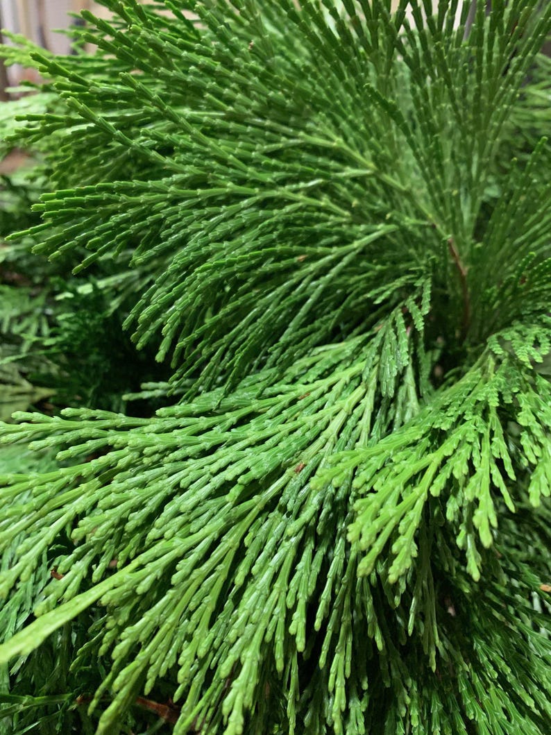 Fresh Western Cedar Branches, Evergreens, Christmas Greens, Douglas Fir ...