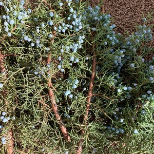 Fresh Juniper Branches: Aromatic Berry Stems - Etsy