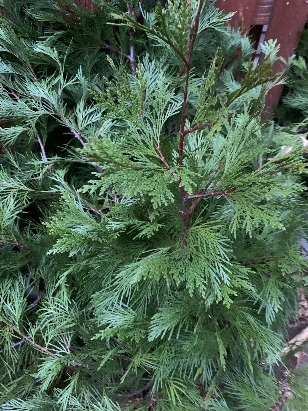 Fresh Cut Western Red Cedar Branches, Christmas Garland Making, Wreath ...