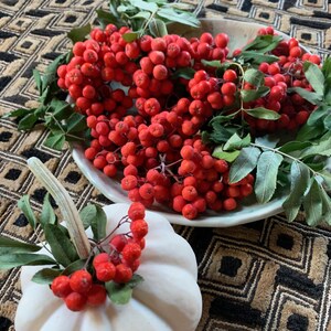 Preserved Rowan Berry Protection Charm: Organic Mountain Ash - Etsy