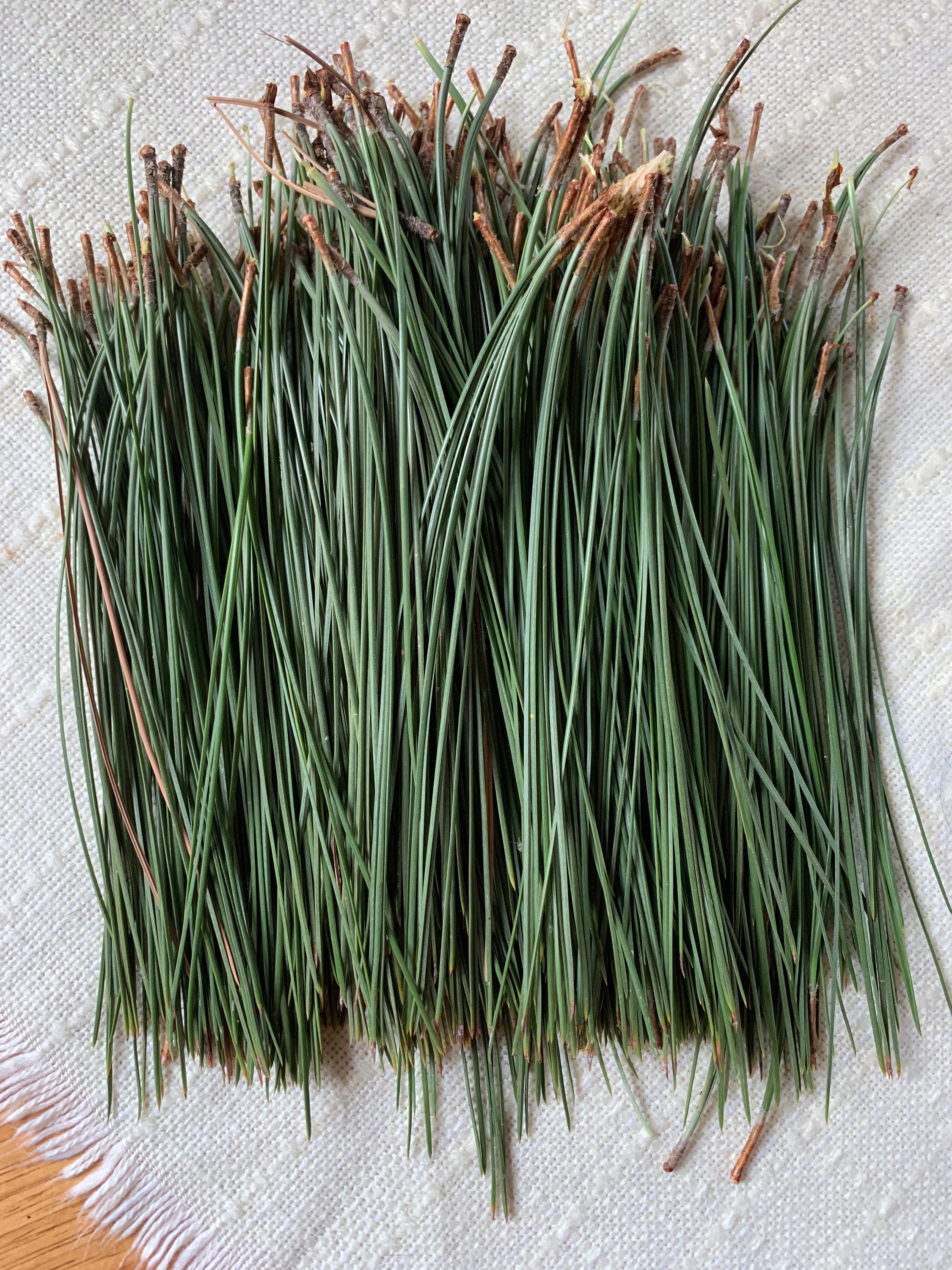 Green Pine Needles From PNW Oregon, Craft Project, Art Project ...