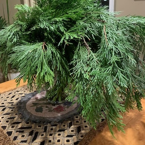 Fresh Western Cedar Branches, Evergreens, Christmas Greens - Etsy
