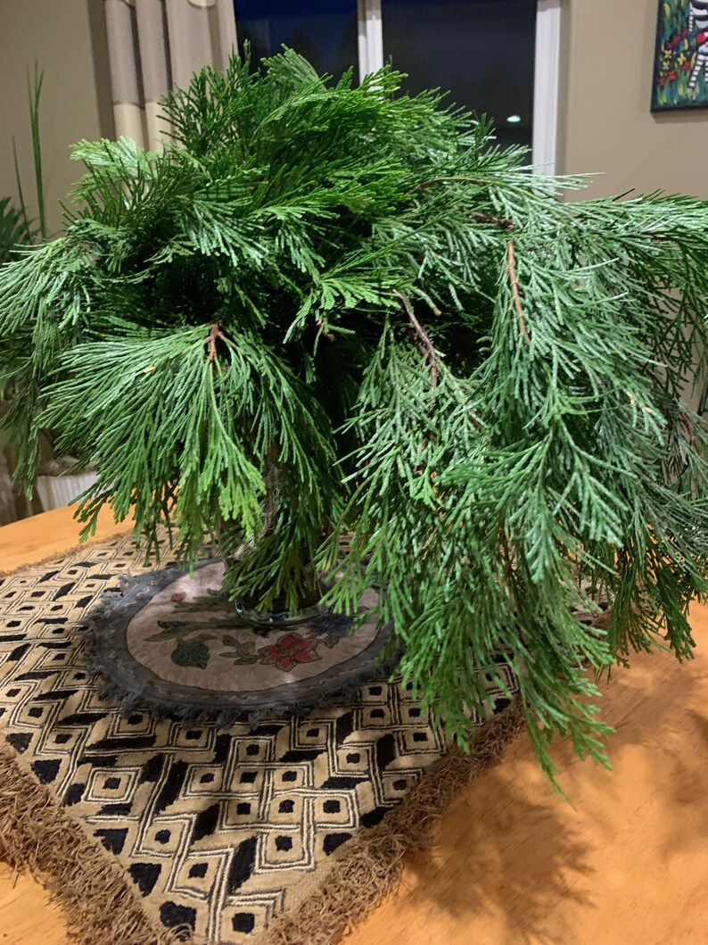 Fresh Western Cedar Branches, PNW Evergreens - Etsy