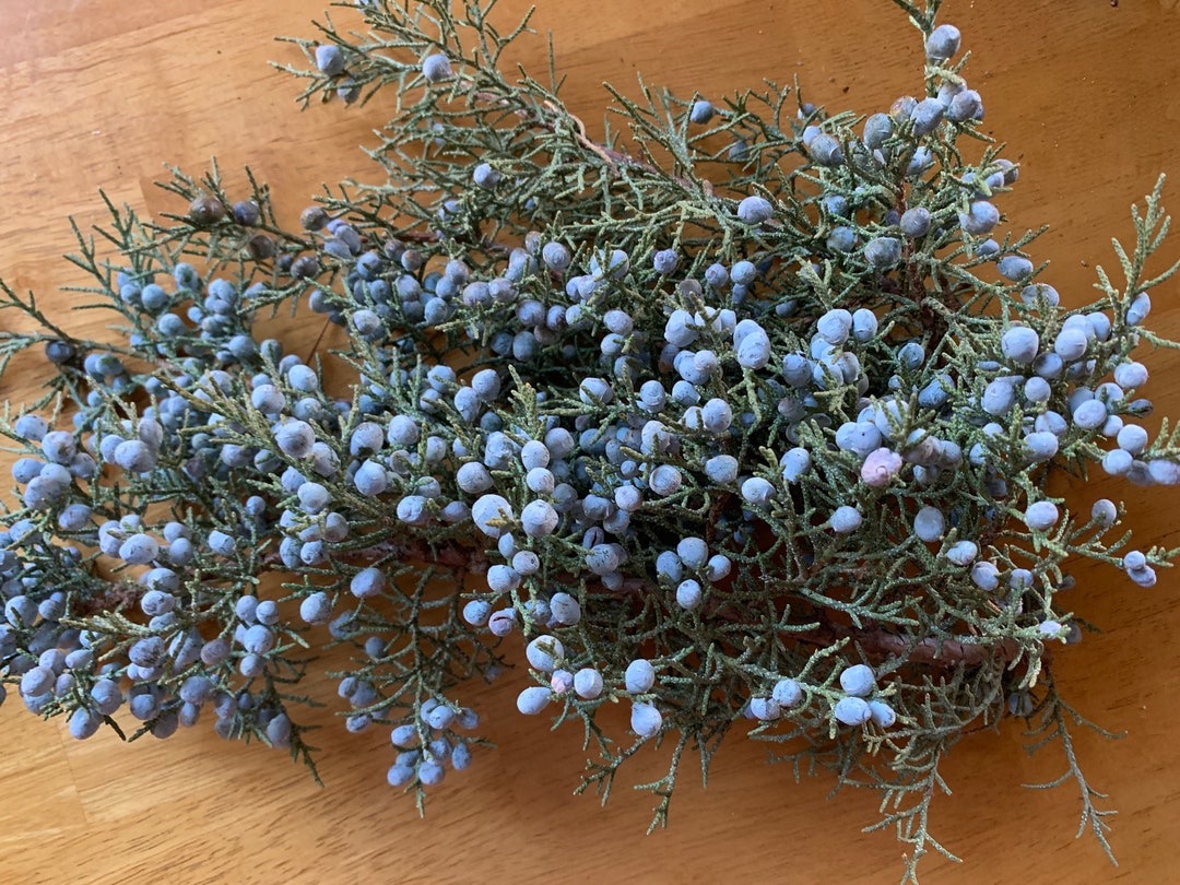 Organic Juniper Branches With Blue Berries: Fresh Cut Home Decor - Etsy