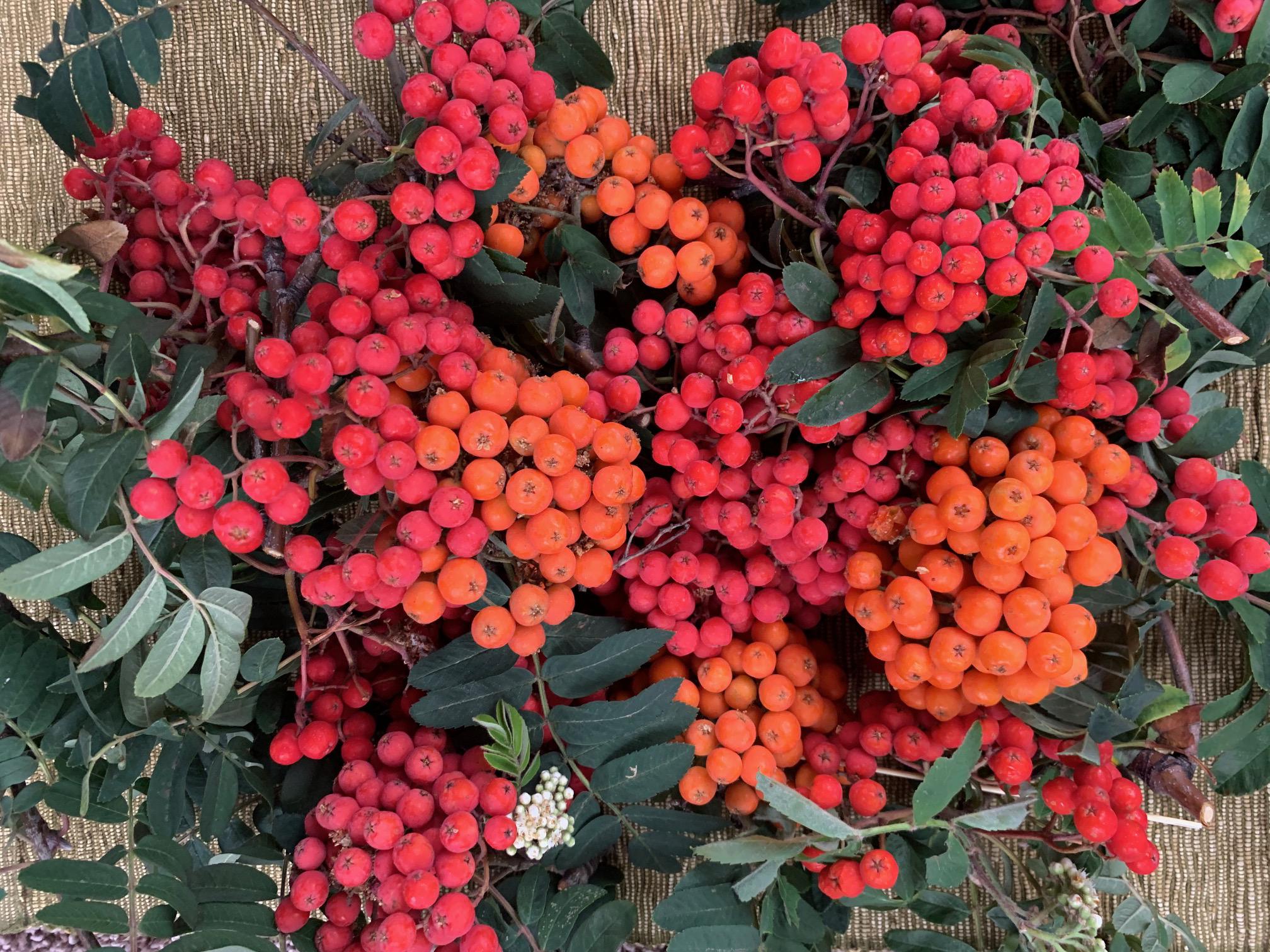 Rowan Berries, Mountain ASH Berries, Sorbus Aucuparia, Dry Fruits ...