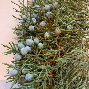 Fresh Juniper Branches: Aromatic Berry Stems - Etsy