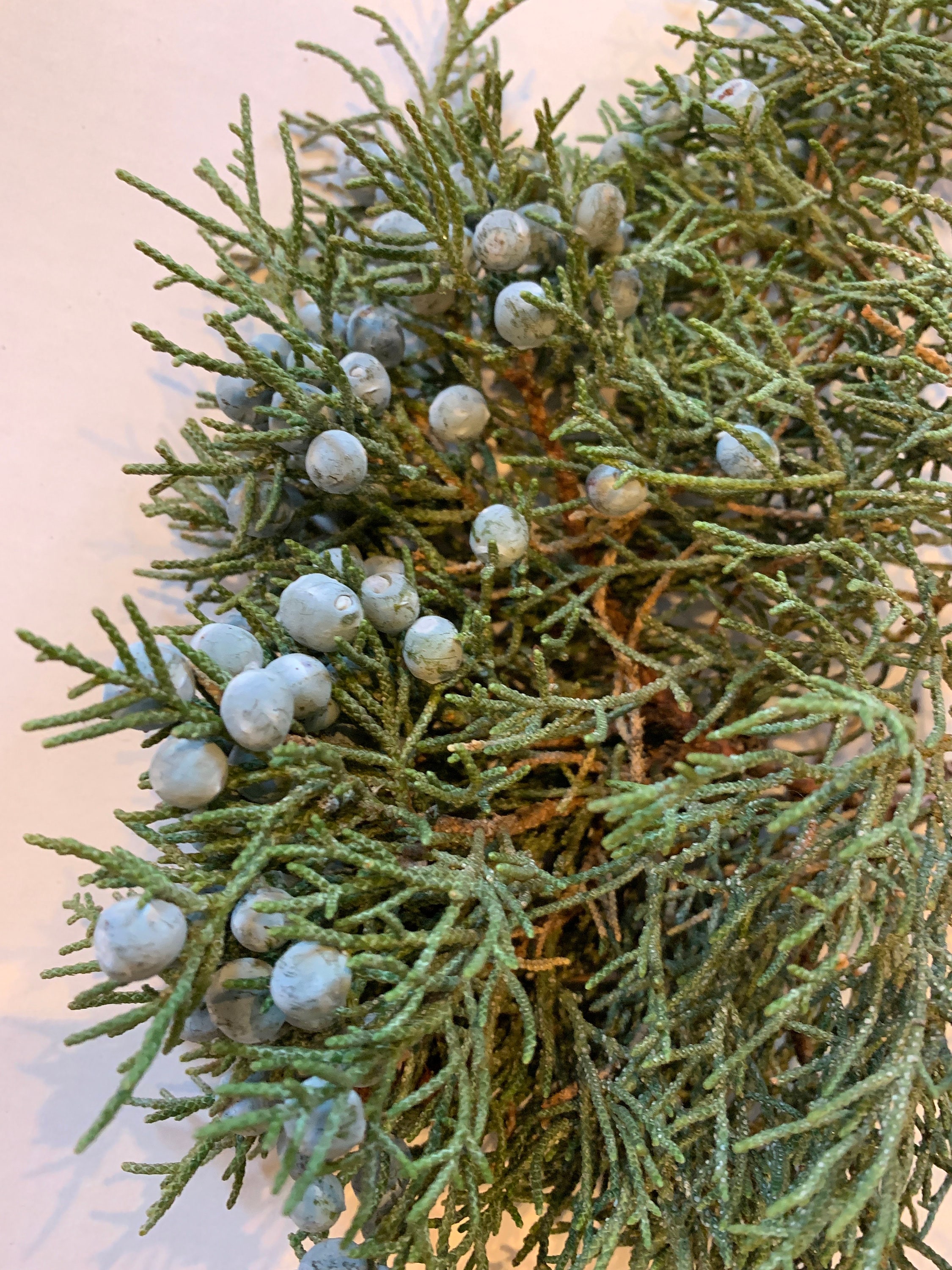 Fresh Juniper Branches: Aromatic Berry Stems - Etsy