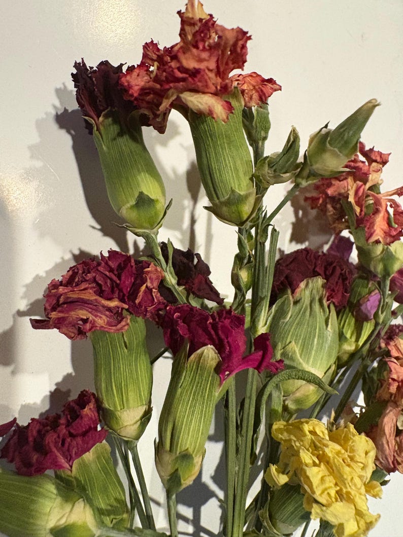 Air Dried Multicolor Carnations: Bulk Set of 12, Resin Art Project - Etsy