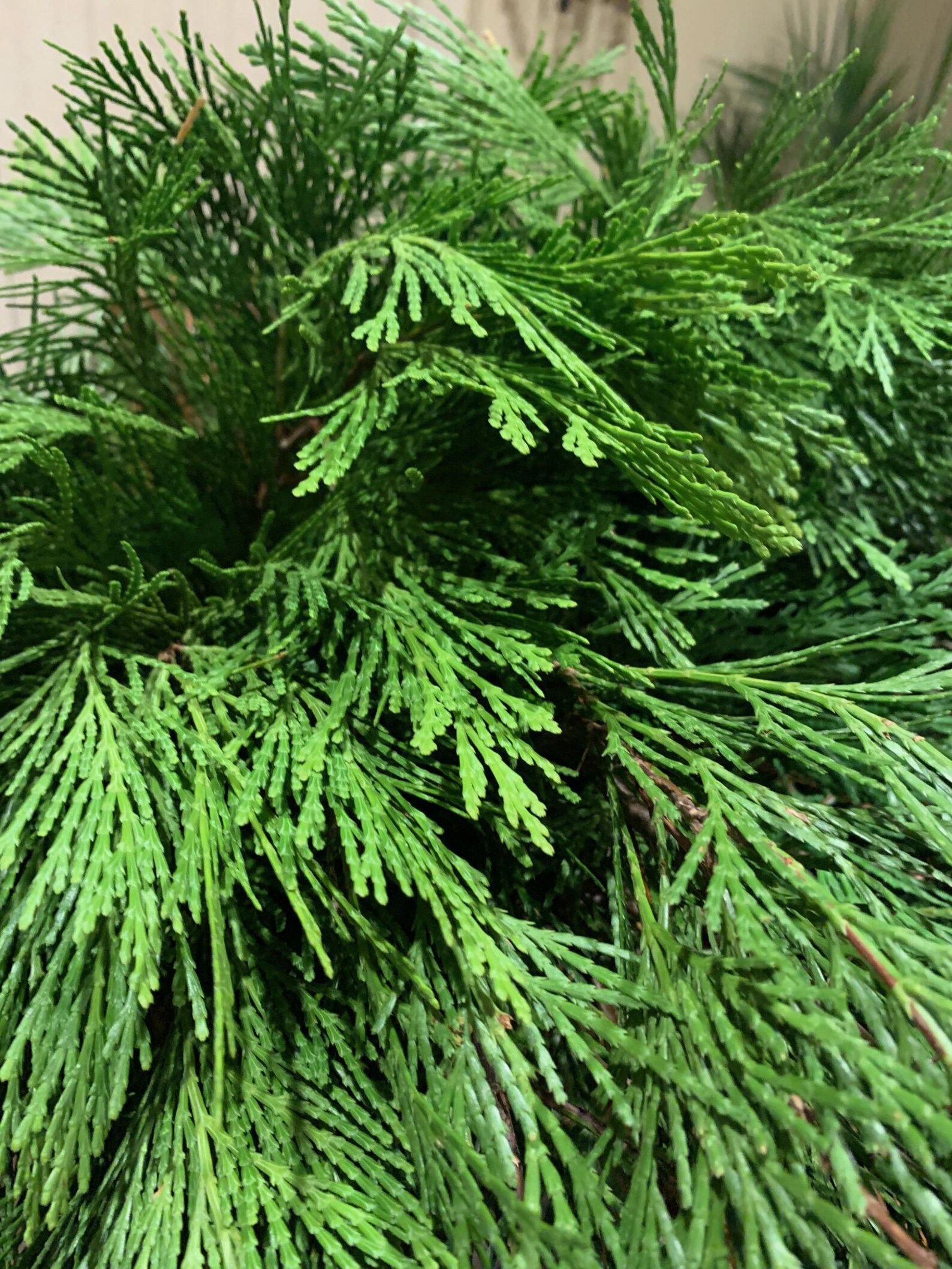Fresh Western Cedar Branches, PNW Evergreens - Etsy