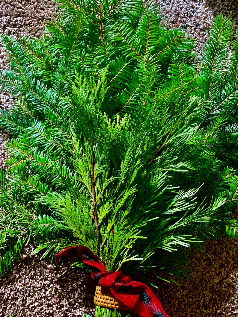 Fresh Western Cedar Branches, Evergreens, Christmas Greens, Douglas Fir ...