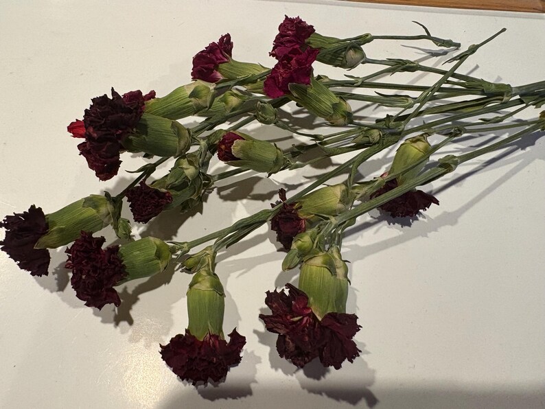 Air Dried Multicolor Carnations: Bulk Set of 12, Resin Art Project - Etsy
