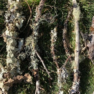 Live Lichentwigs, Branches With Lichen, Moss and Air Plants, Natural ...