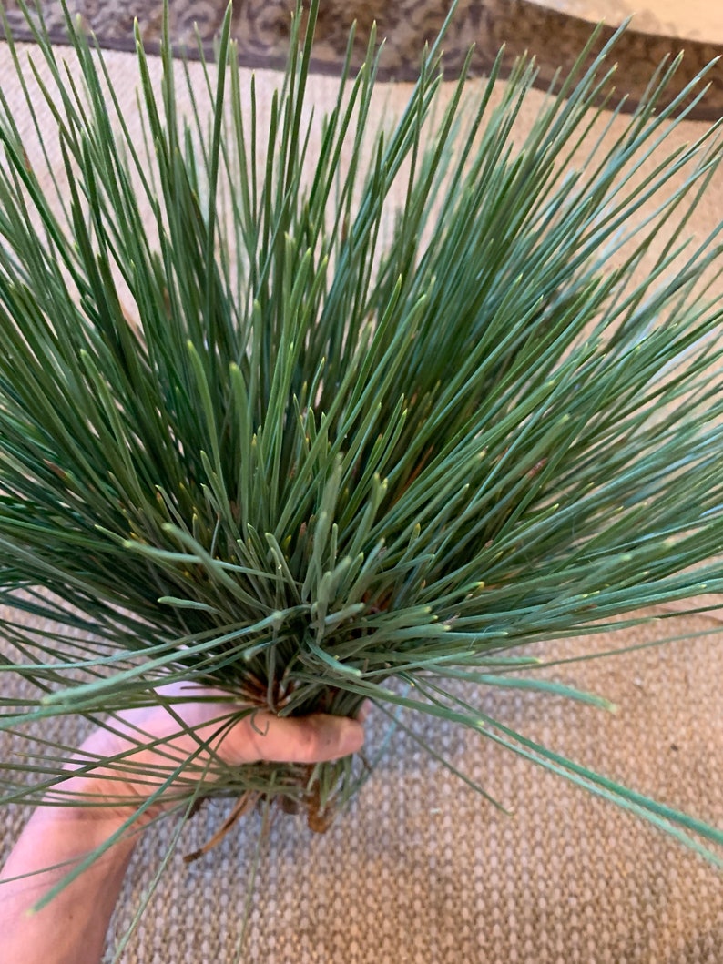 Green Pine Needles From PNW Oregon, Craft Project, Art Project ...
