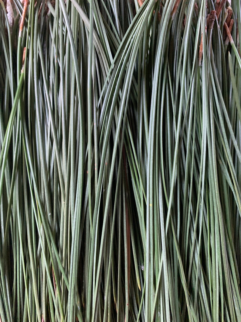 Green Pine Needles From PNW Oregon, Craft Project, Art Project ...