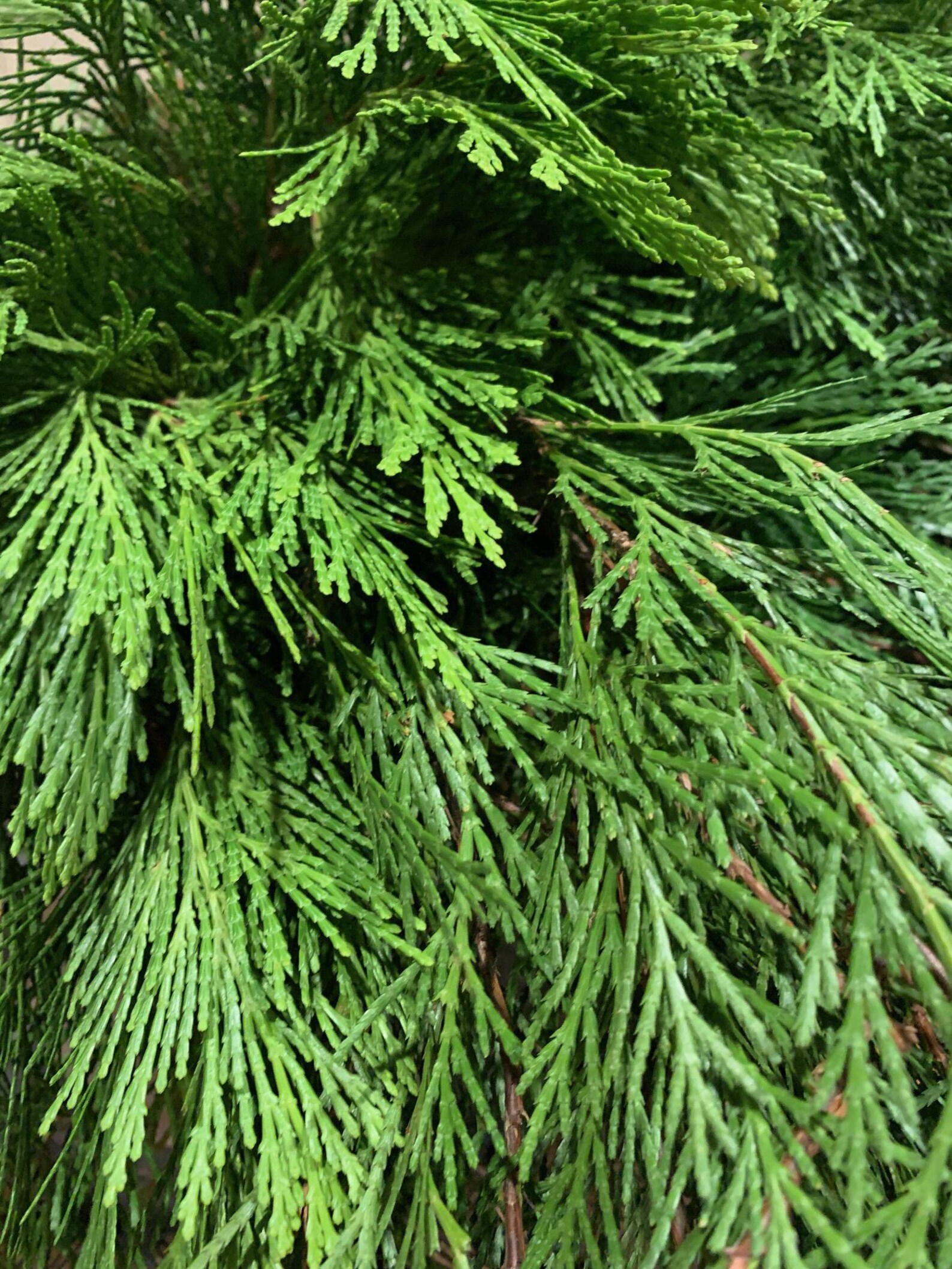 Fresh Western Cedar Branches, PNW Evergreens - Etsy