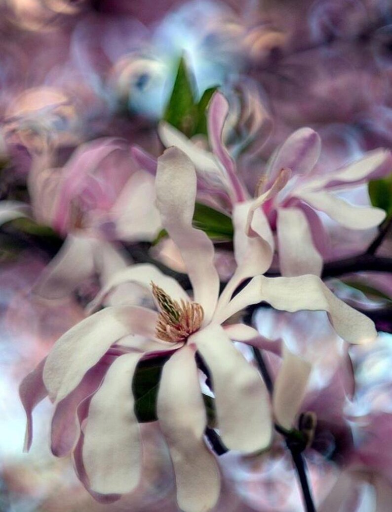 Handmade Spring Flower Birthday Card: Botanical Garden Photography ...