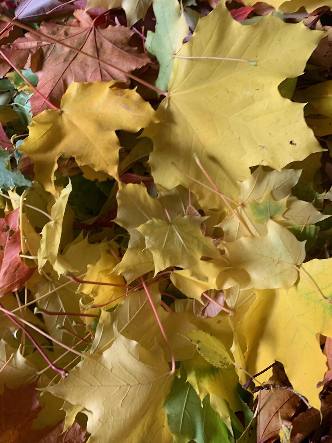 Fall Leaves, Mix of Autumn Leaves, Real, Organic, Air Dry - Etsy