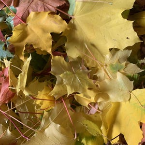 Fall Leaves, Mix of Autumn Leaves, Real, Organic, Air Dry - Etsy
