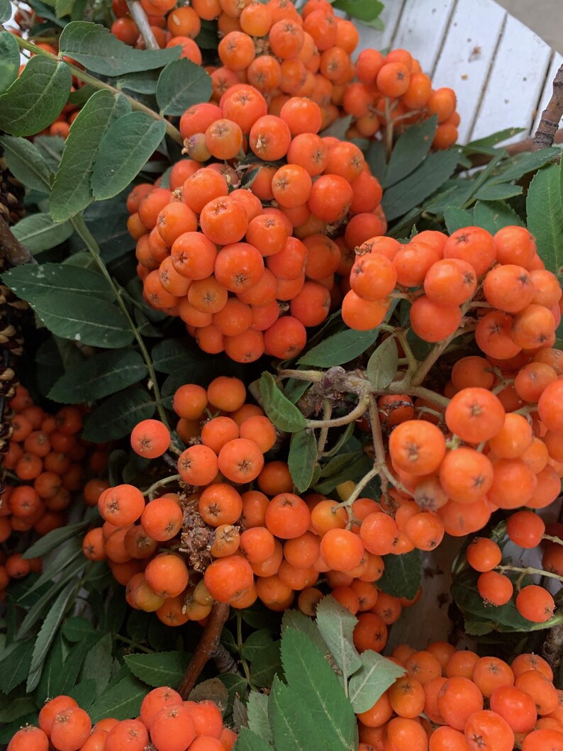 Rowan Berries, Mountain ASH Berries, Sorbus Aucuparia, Dry Fruits ...
