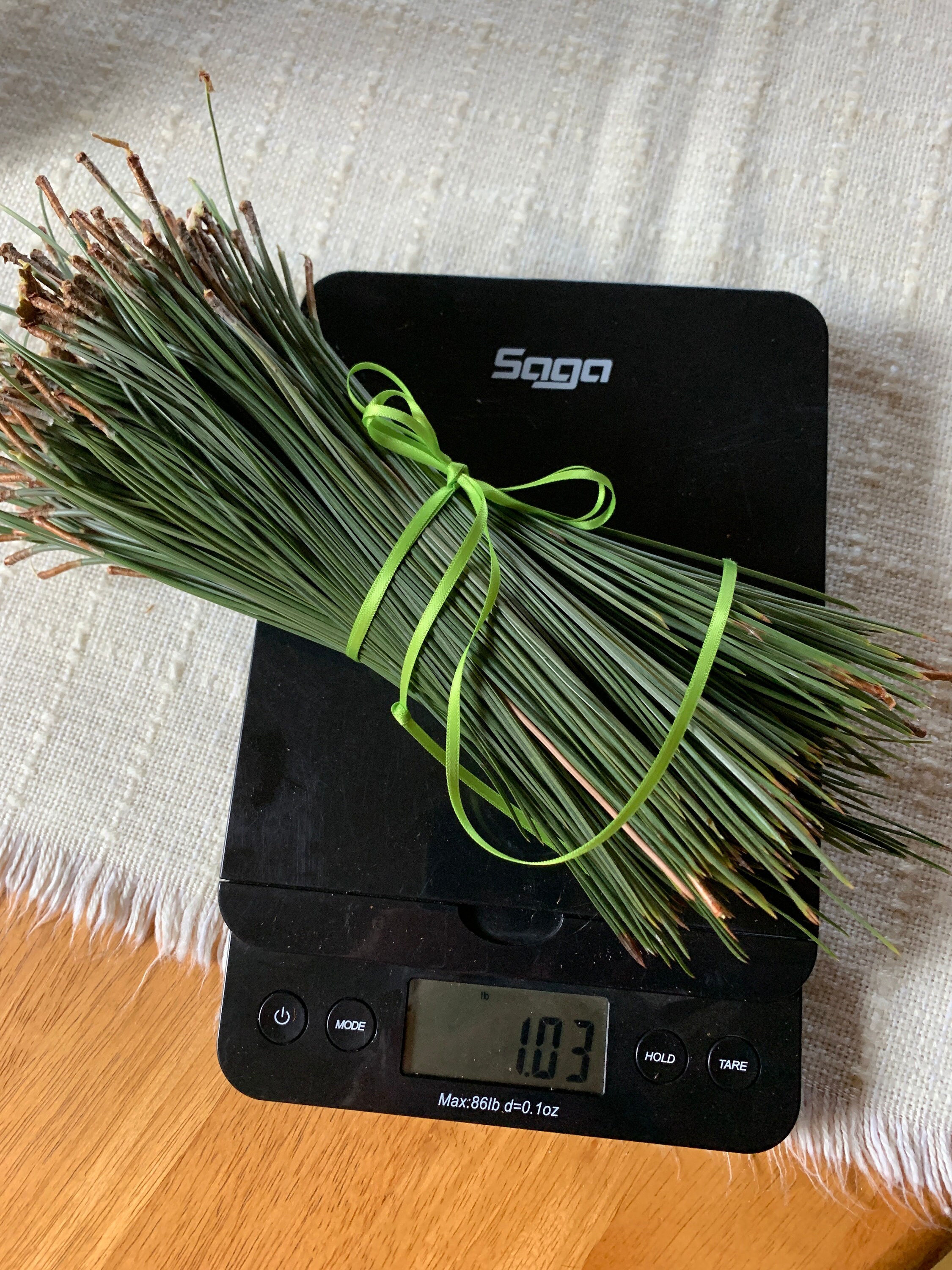 Green Pine Needles From PNW Oregon, Craft Project, Art Project ...